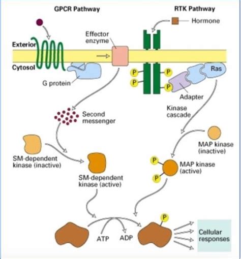 Common Features Of GPCR And RTK Signaling Pathways Diagram Quizlet