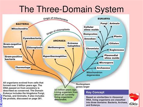 Ppt Ch 10 Taxonomy And Classification Powerpoint Presentation Free Download Id 637749