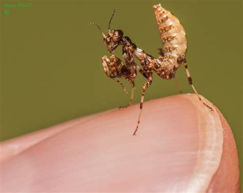 Blepharopsis Mendica Thistle Mantis Lesser Devils Flower Mantis