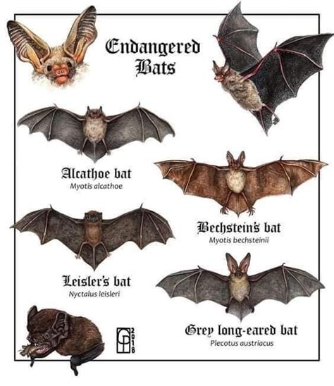 Pin By Lilli K On Bats Bat Facts Bat Species Bat