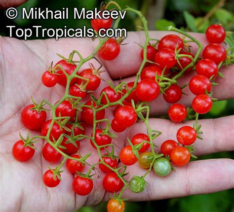 Solanum Pimpinellifolium Currant Tomato Top Tropicals Plant