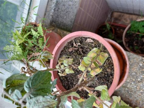 Plant Detection Object Detection Dataset And Pre Trained Model By Freisa