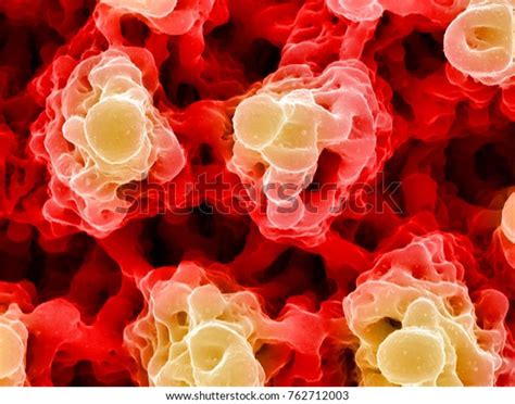 449 Scanning Probe Microscope 图片、库存照片和矢量图 Shutterstock