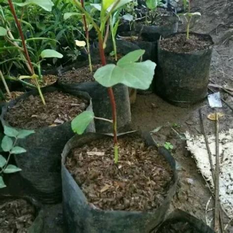 Jual Bibit Pohon Rosella Bibit Pohon Rosela Bibit Tanaman Rosela Bibit Rosela Shopee Indonesia