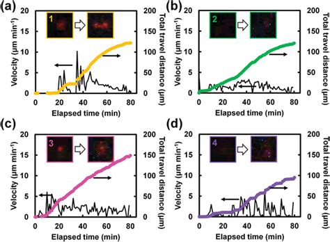a d velocities and total distances traveled by the 4‐maab crystals
