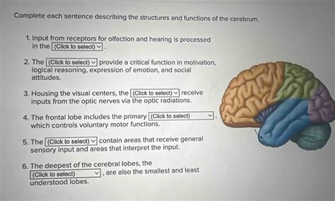 Solved Complete Each Sentence Describing The Structures And Functions