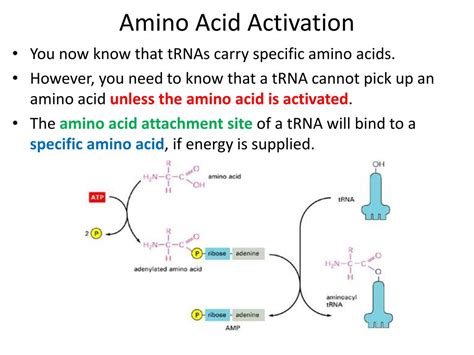 What Is Amino Acids Role In Translation At Sara Gardner Blog