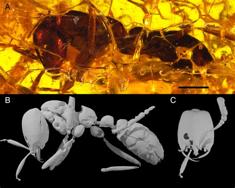 Worlds Oldest Army Ant Preserved In Amber Reveals Species Lived In