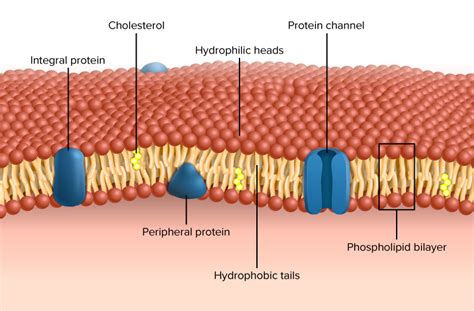 Integral Membrane Proteins