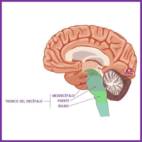 Tronco Encefálico O Tronco Del Encéfalo Estructura Importancia