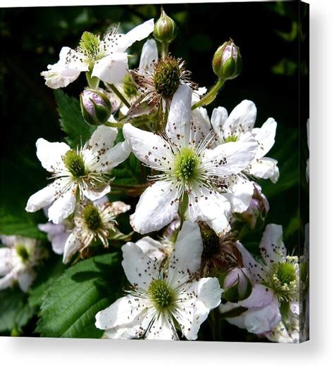 Blackberry Bush Flowers