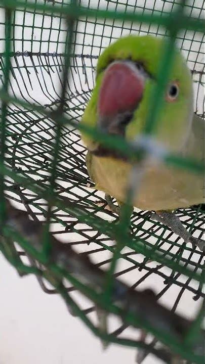 ගිරව් කතා කරනවා දැකලා තියද Youtube