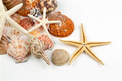 Premium Photo Various Sea Shells Concept Design Photo Background
