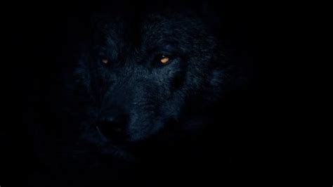 Glowing Eyes In The Dark Wolf