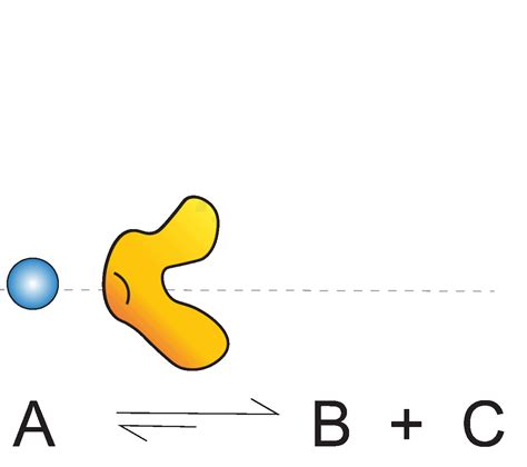 Enzyme Action  At Sebastian Belbin Blog