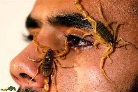 ویدئو صحنه جفت‌گیری دو مار از نمایی بسیار نزدیک