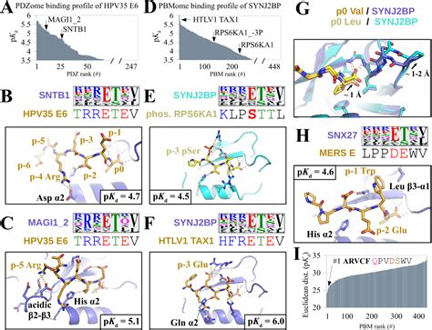 Pdf Quantitative Fragmentomics Allow Affinity Mapping Of Interactomes