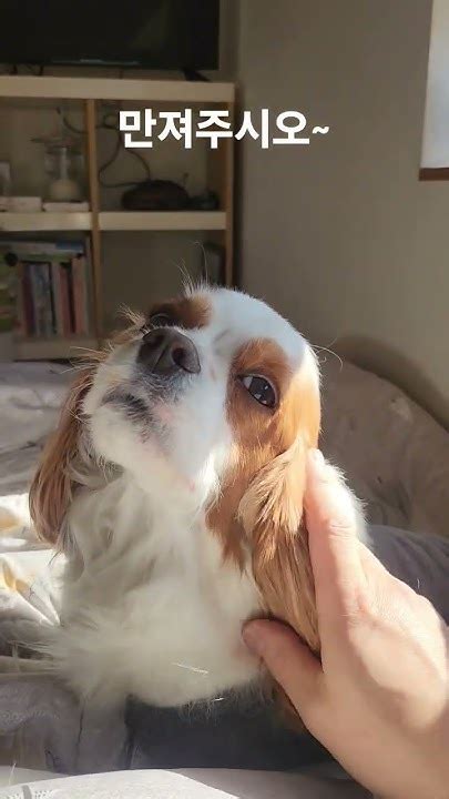 계속 만져주시오~ 카발리에 킹찰스 스패니얼 망고 Youtube