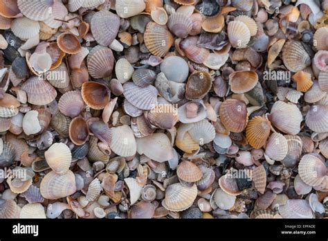 Different Shells On The Beach Stock Photo Alamy