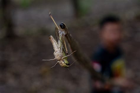 Documenting Grasshopper Catching And Cricket Farming In Indonesia We