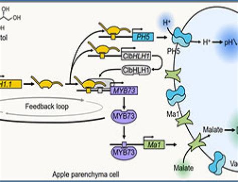 High Resolution Transcriptome Analysis With Long Read Rna Sequencing Rna Seq Blog