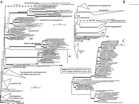 Phylogenetic Relationships Of Apicomplexans A Bayesian Tree Of