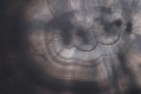 Otolith Reading Using Machine Learning Kempy Energetics