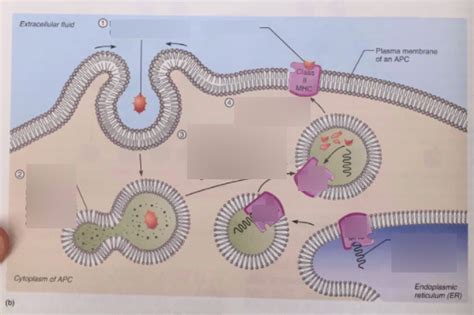 class ii mhc diagram diagram quizlet