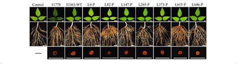 Leaves Roots And Nodules Of Vigna Radiata Inoculated With Type I Download Scientific