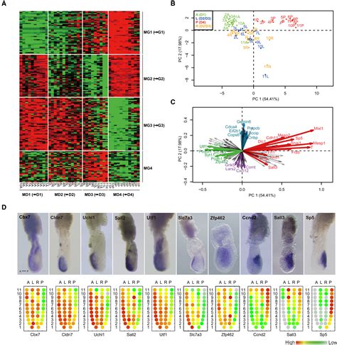 Spatial Transcriptome For The Molecular Annotation Of Lineage Fates And