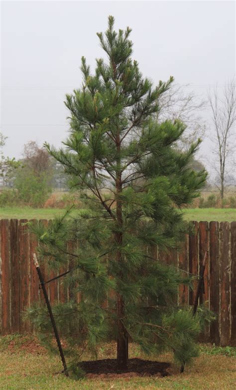 Loblolly Pine Tree Southern Native Trees