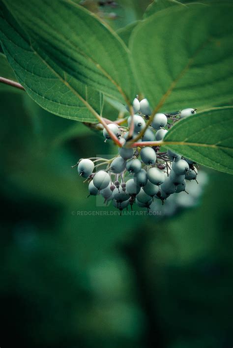 mysterious berries by RedGeneri on DeviantArt