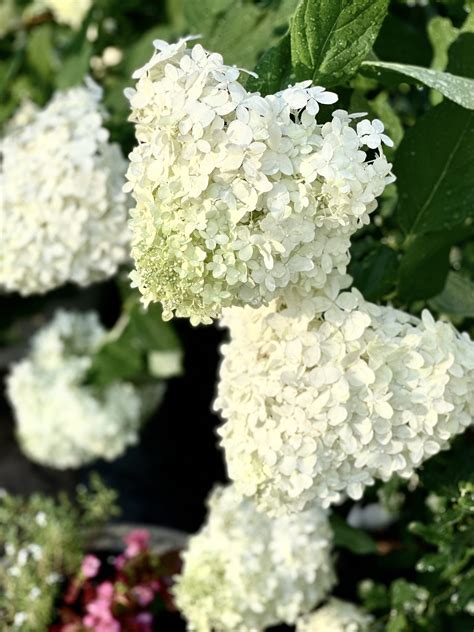 Grow Gorgeous Limelight Hydrangeas A Complete Care Guide White Lilac