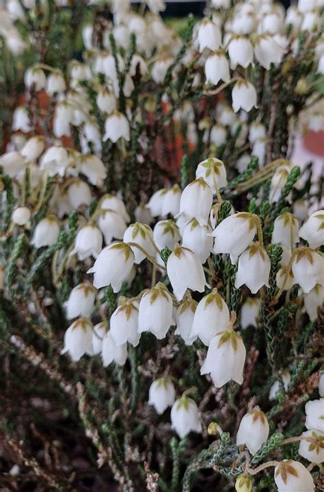 Cassiope Trees And Shrubs Online