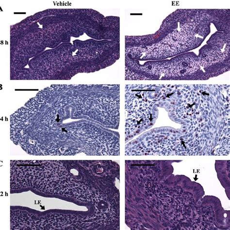 K Means Clustering Of The Rat Active Gene List Gene Expression Data