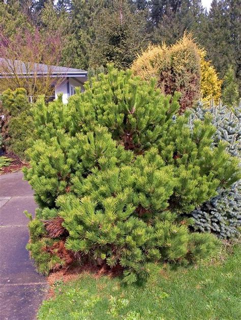 Pinus Mugo Mugo Pine Go Botany