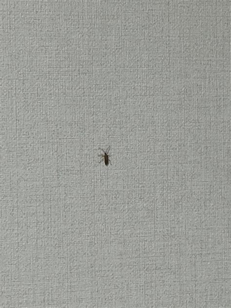 바퀴벌레 인가요 지식in
