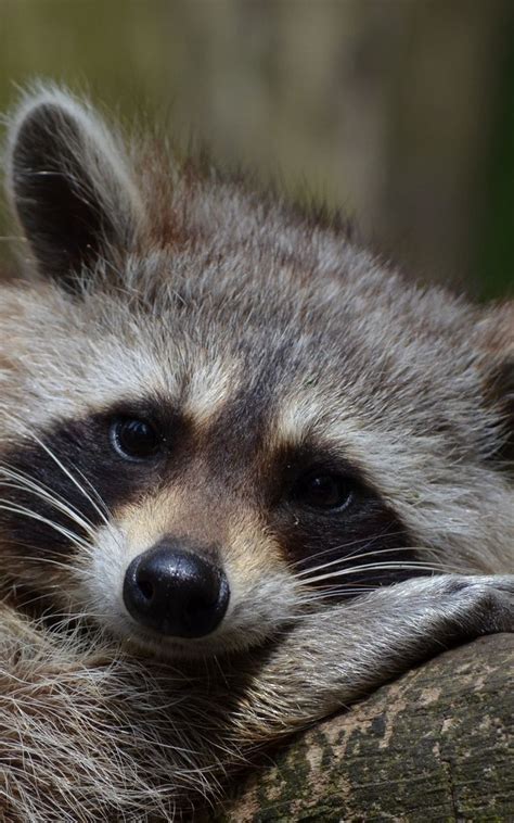 Скачать 800x1280 енот морда зверек лежит обои картинки Samsung Galaxy Note Gt N7000 Meizu