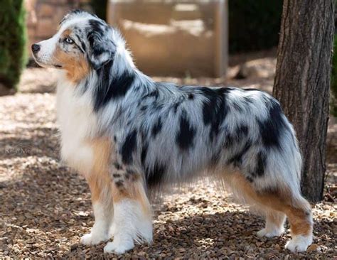 Miniature American Shepherd Kennel Club Of Beverly Hills