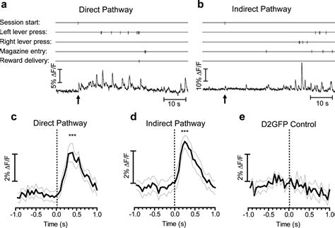 Concurrent Activation Of Striatal Direct And Indirect Pathways During Action Initiation Pmc