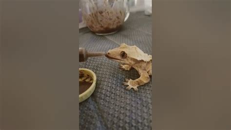 크레 먹방 크레스티드게코 먹방 크레 파충류 파충류키우기 Youtube