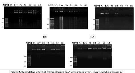 Figure 2 From Antimicrobial And Degradative Bacterial Dna Effects Of