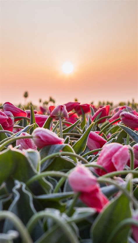 Tulip Wallpaper