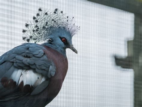 Black Peacock Does It Exist Northern Nester