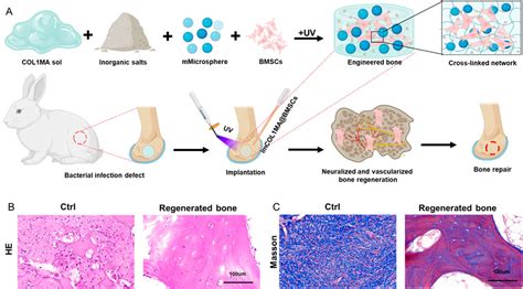 Frontiers Rapid Neuralized And Vascularized Osteogenesis In Infected