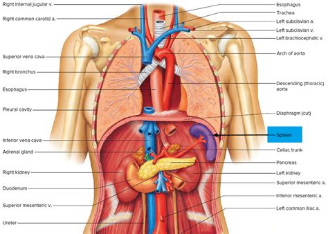 What Is The Function Of The Spleen And Where Is It Located At Eve Hoad Blog
