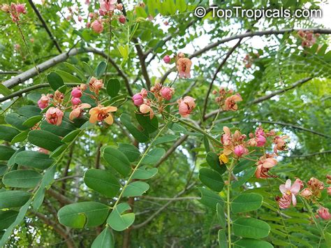 Cassia Marginata Red Shower Tree Top Tropicals Plant Encyclopedia