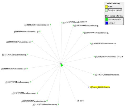 Phylogenetic Analysis Of Pseudomonas Sp Download Scientific Diagram
