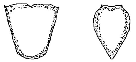 Dorsal View Of Python Natalensis Showing Dimorphic Heads Drawings Of Download Scientific