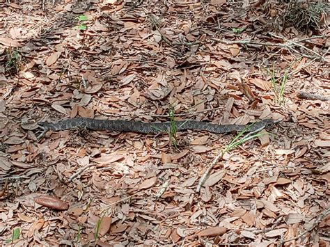 Coleto Creek Park Disc Golf Course Fannin Tx Udisc Disc Golf Course Directory